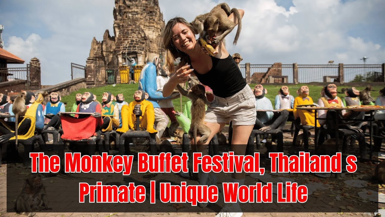 The Monkey Buffet Festival, Thailand s Primate | Unique World Life ...