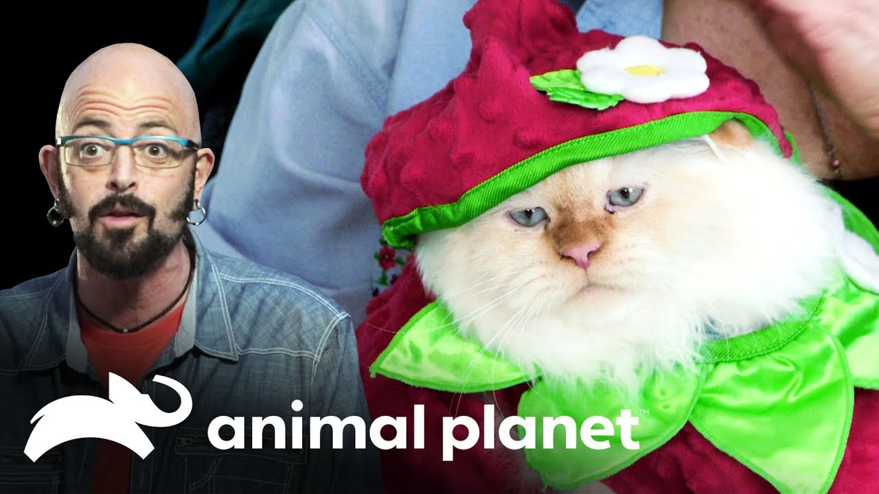 ¿Qué hace a un gato terrorista? | Mi gato endemoniado | Animal Planet ...