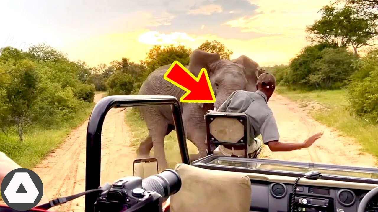 9 Incredible But Scary African Safari Moments caught on Tape - YouTube
