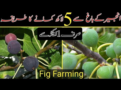 Fig(انجیر)Farming in Pakistan-Anjeer Farming-AZHAR JAHANGIR AZEEMI ...