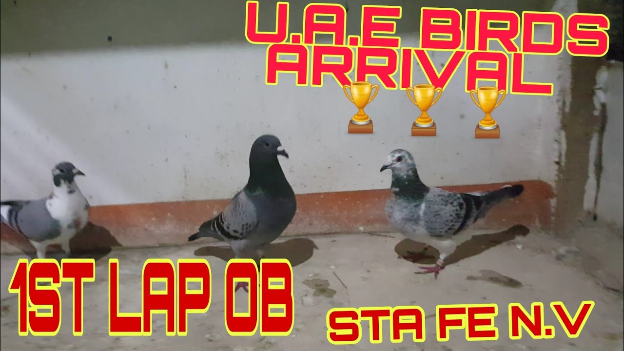 UAE.RACING.PIGEON.NORTH RACE.STA.FE.NUEVA VIZCAYA.202.KM.CLOCK 4/4 ...