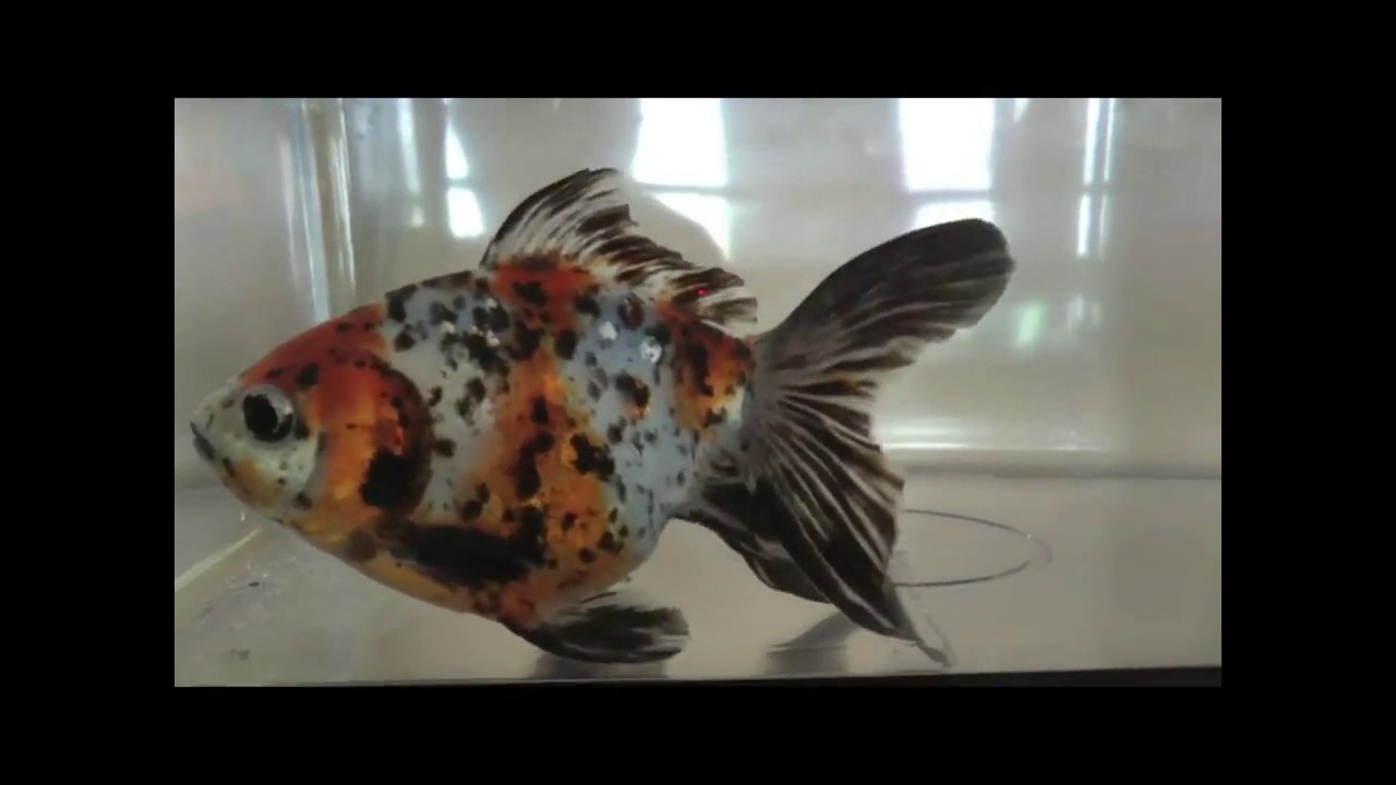 National Fancy Goldfish Open Show 2016 - YouTube