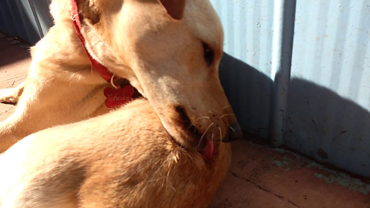 La Cheyca se languetea - YouTube