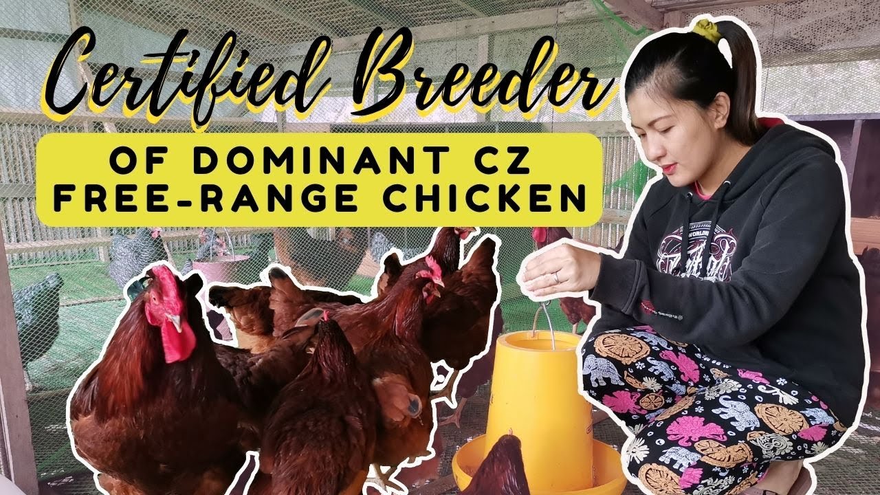 Vlog#5: CERTIFIED BREEDER OF DOMINANT CZ FREE-RANGE CHICKEN - YouTube
