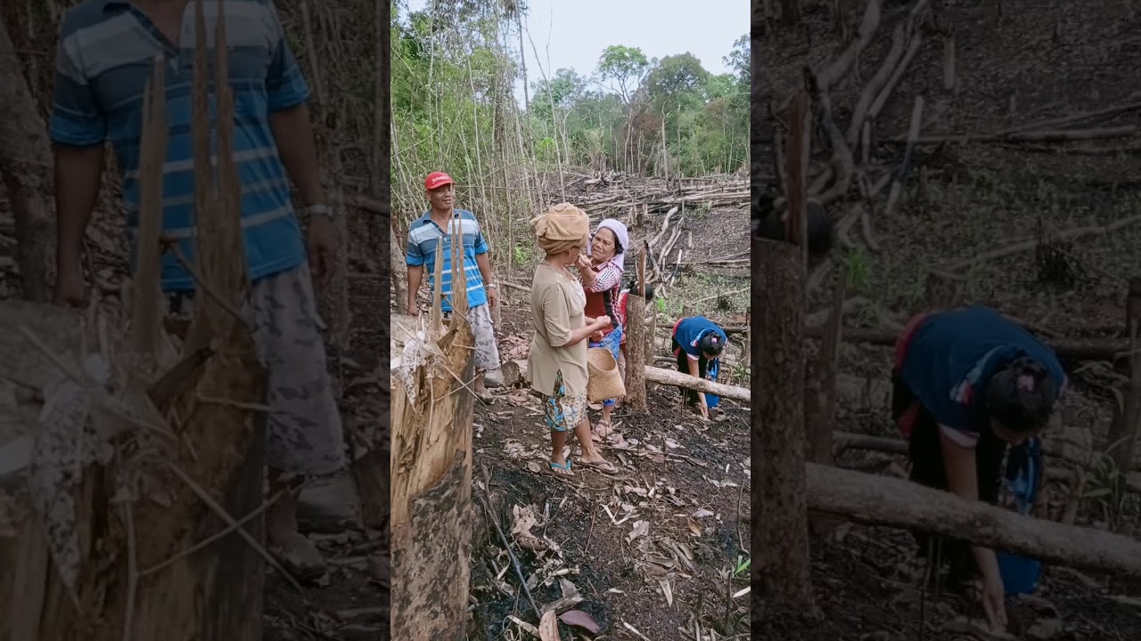 Manugal (menanam padi) kalimantan tengah - YouTube