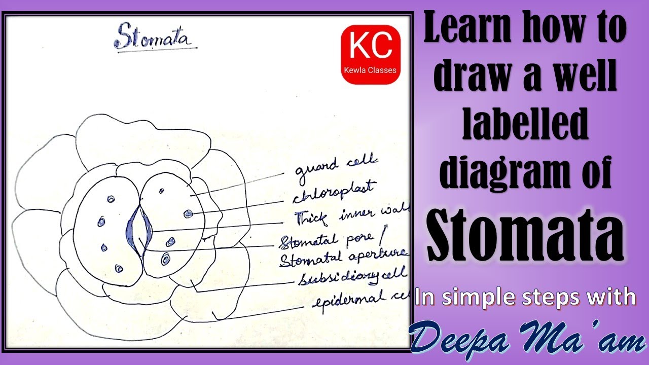 How to draw a well labelled diagram of stomata - means of transpiration ...