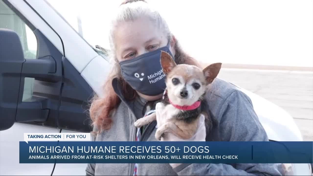 Michigan Humane Society receives 50 plus dogs - YouTube