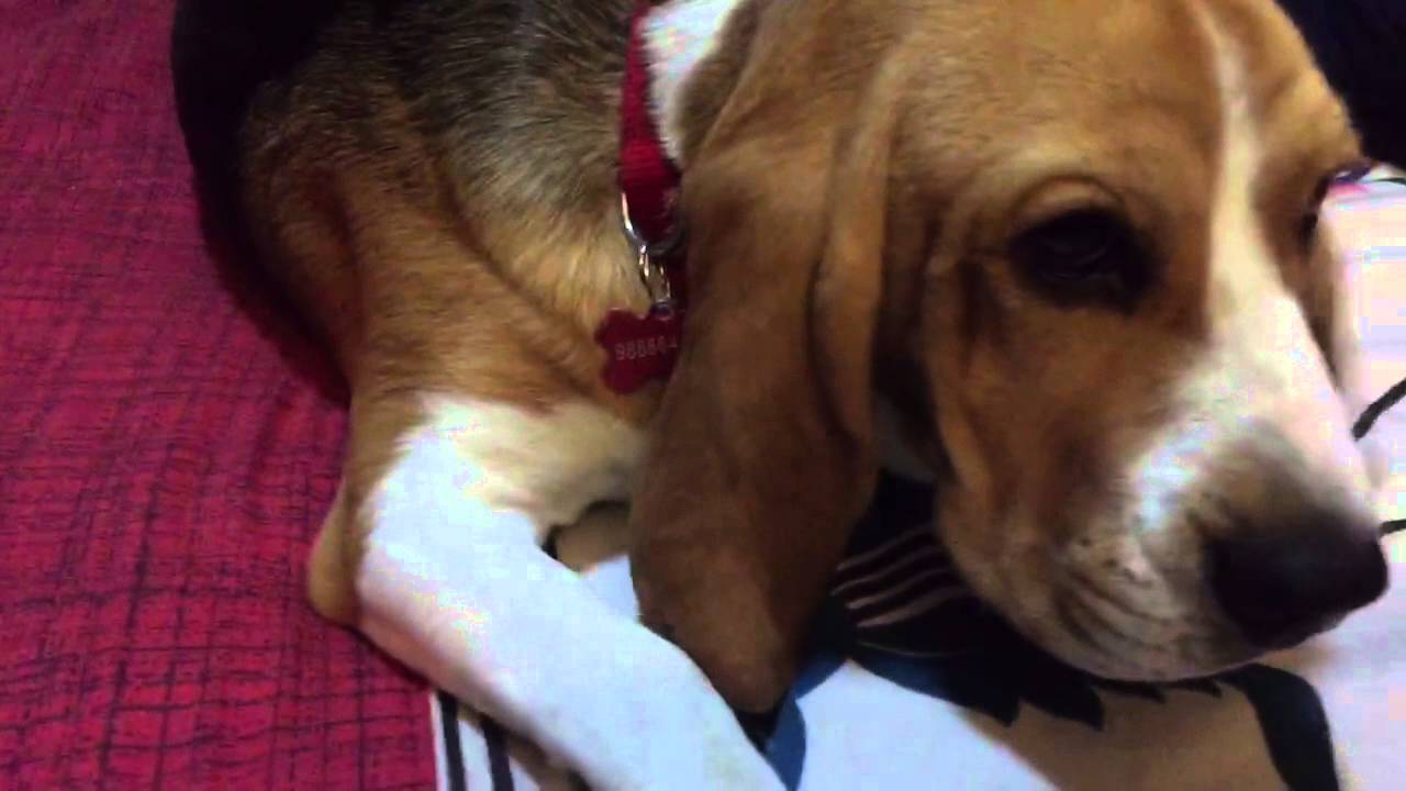 Sparky the Beagle getting Naughty - YouTube