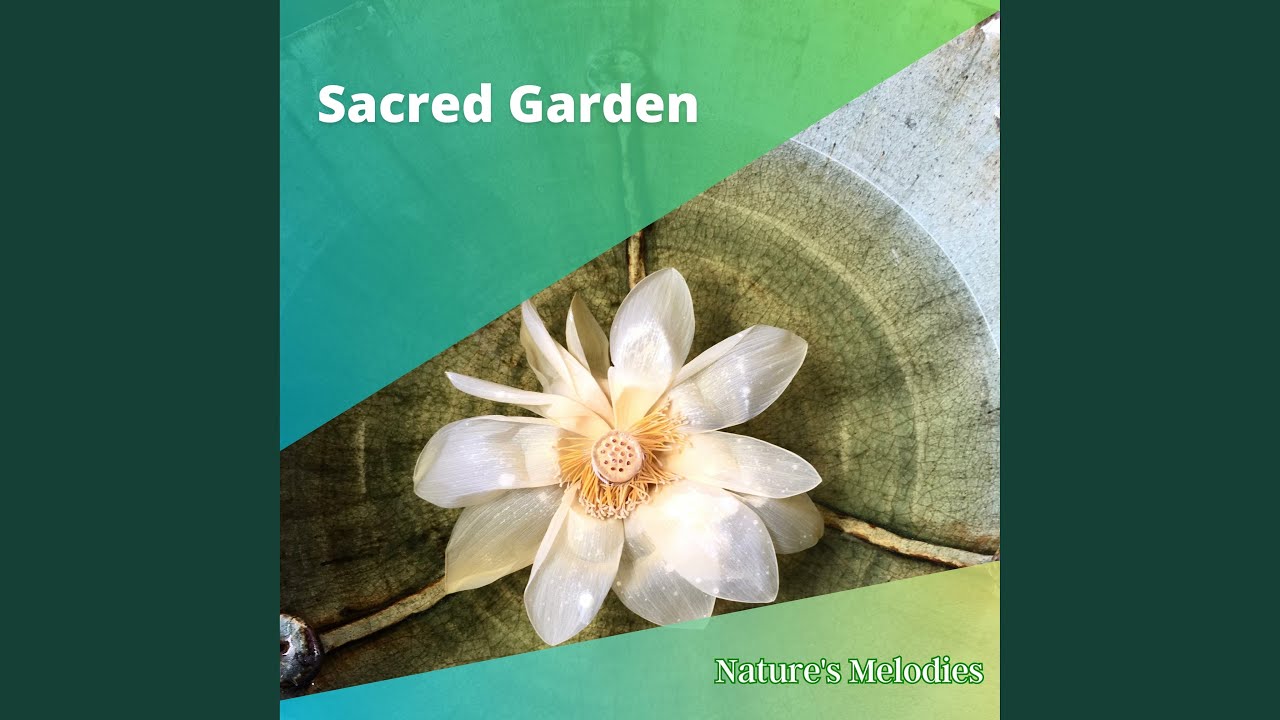 Zen Art (Daily Zen Meditation) (with Forest Sound) - YouTube