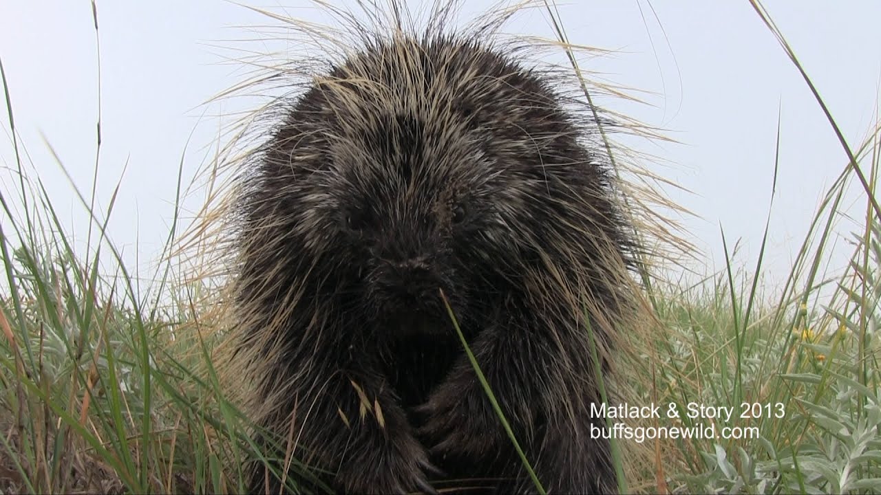 Texas Wild : Porcupine 101 - Narrated - YouTube