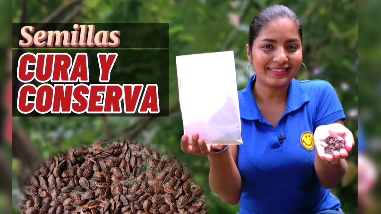 Cura y conserva tus semillas para la siembra. Tendrás producciones de ...