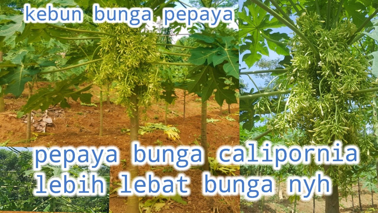cara berkebun bunga pepaya /cara budidaya bunga pepaya lengkap dan ...