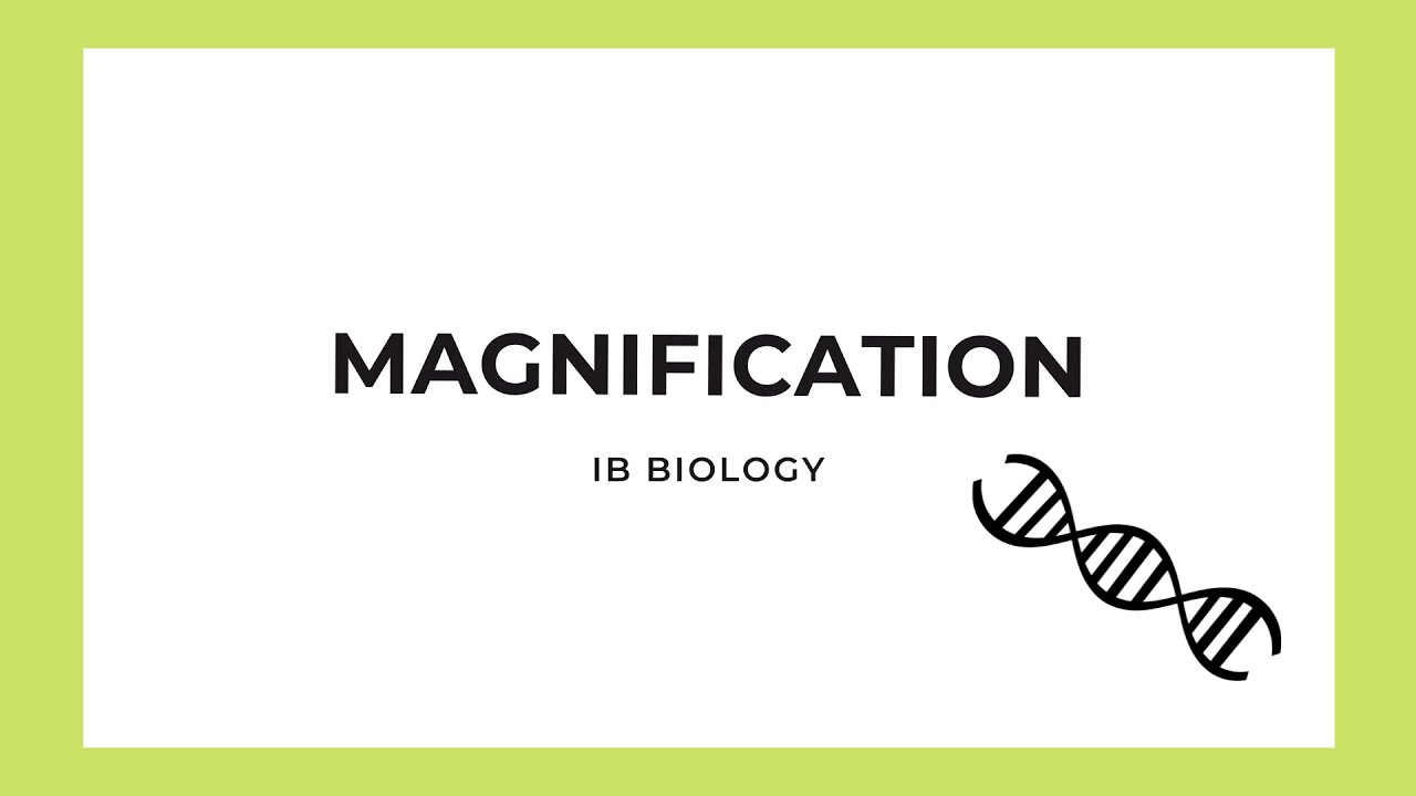 IB Biology: Magnification - YouTube