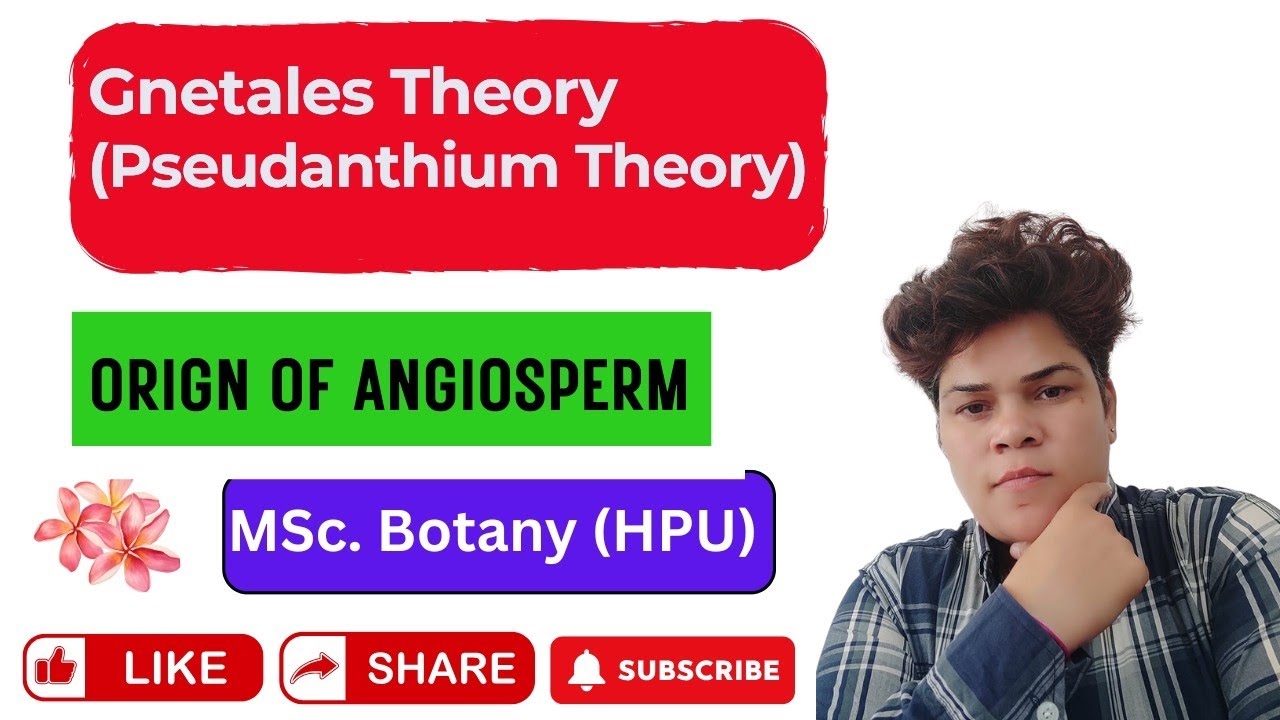 Gnetales theory or Pseudanthium theory | Origin of angiosperm - YouTube