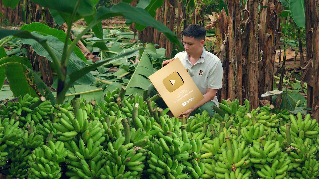 Harvesting bananas with the dream of having a Youtube Golden Play Button - YouTube