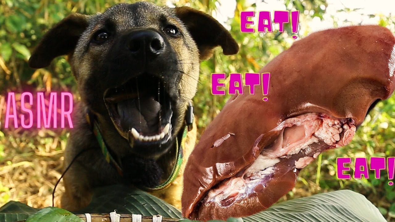 MUKBANG + ASMR Country Dog Mukbang Satisfying - Animal eating - YouTube