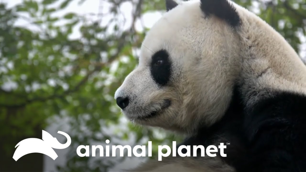 Por que os pandas são pretos e brancos? | O Incrível Mundo Animal ...