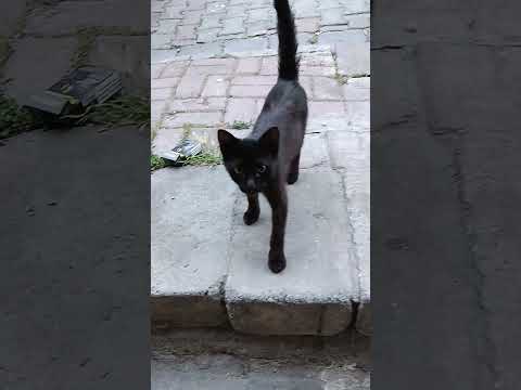 Siyah kedi uğursuzluk getirmez🤗 aksine neşe getirir huzur getirir. 😃#hayvansevgisi #kediler #aşk