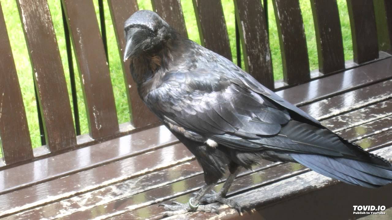 The Raven read by Christopher Lee - YouTube