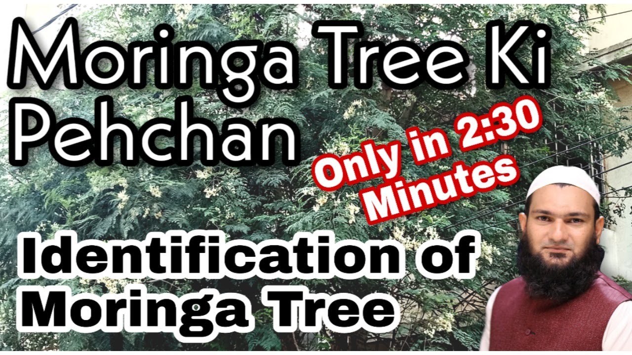 How to identify Moringa Tree? Sohanjna kay Darakht ko ham kese ...