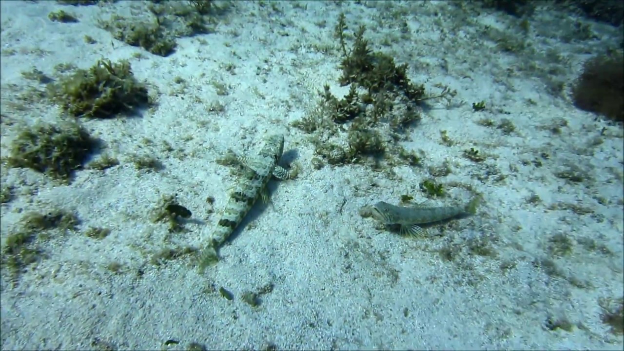 Sand diver Synodus intermedius - YouTube