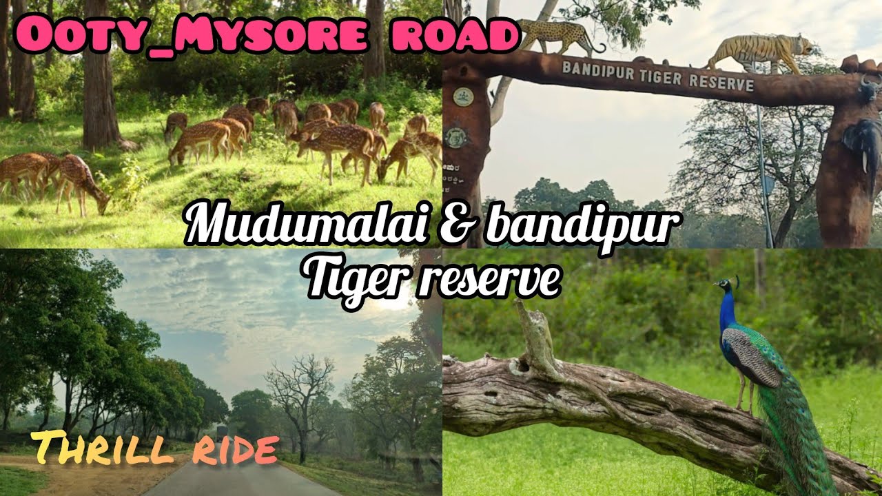Nanga Mudumalai and bandipur tiger reserve🐅 ena animals paathom!!!🤔 ...