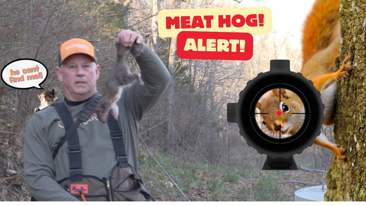 Mountain Feist vs Cur!!! Squirrels EVERWHERE!!! - YouTube