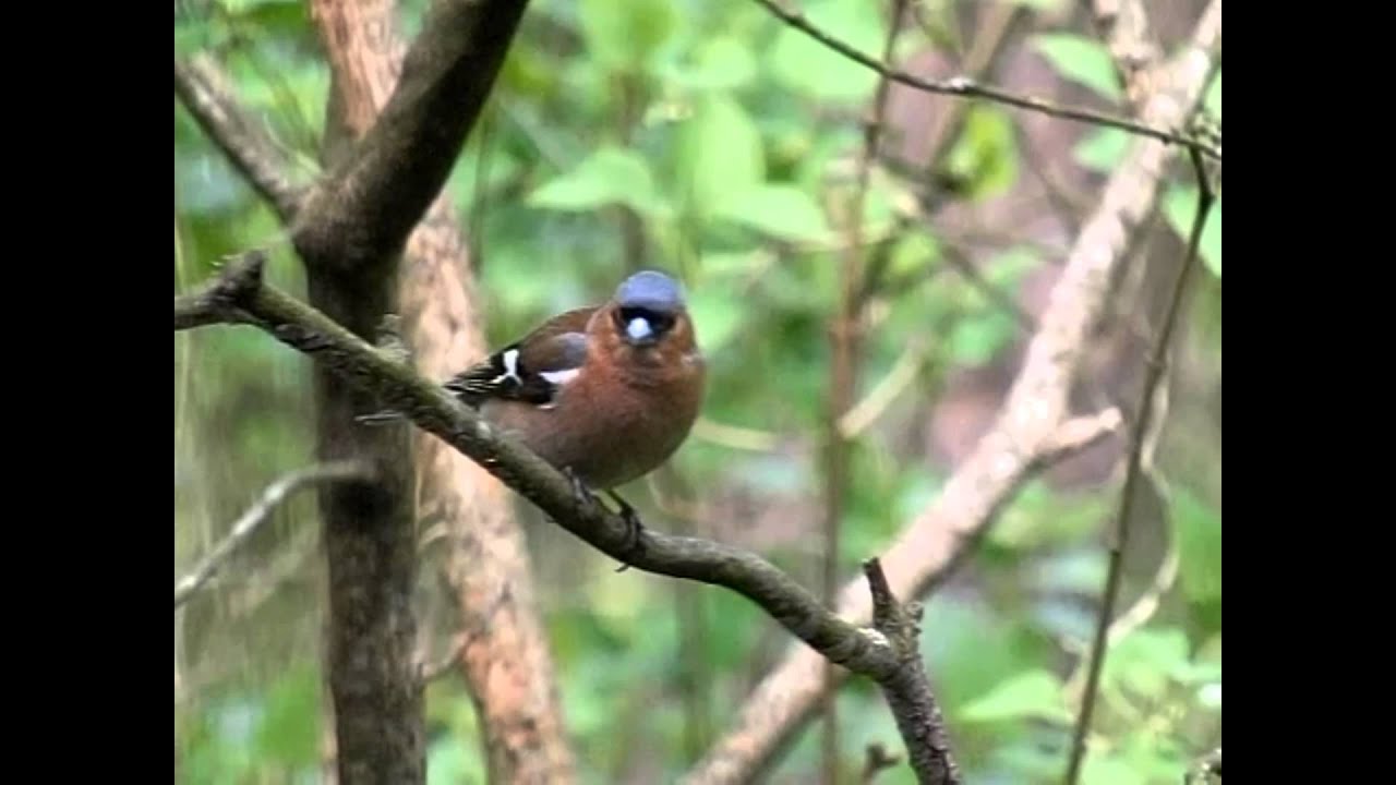 Birds Dance to Reggae Music, Slow Motion - YouTube