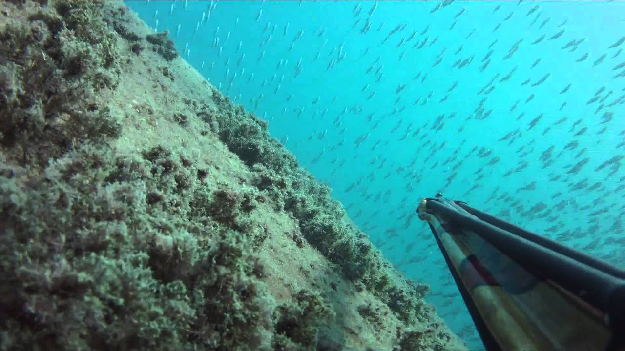 Pez Sierra - YouTube