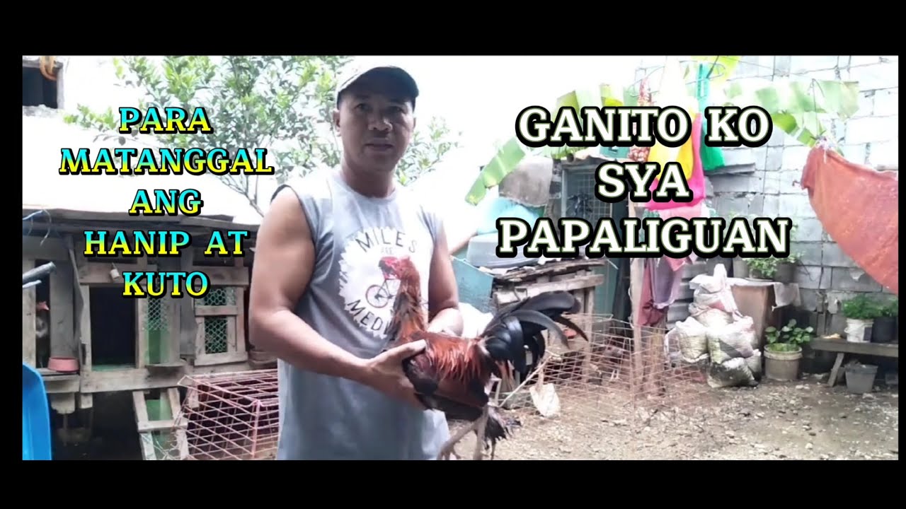 MABISANG PARAAN SA PAGTANGGAL NG HANEP AT KUTO. MANOK - YouTube