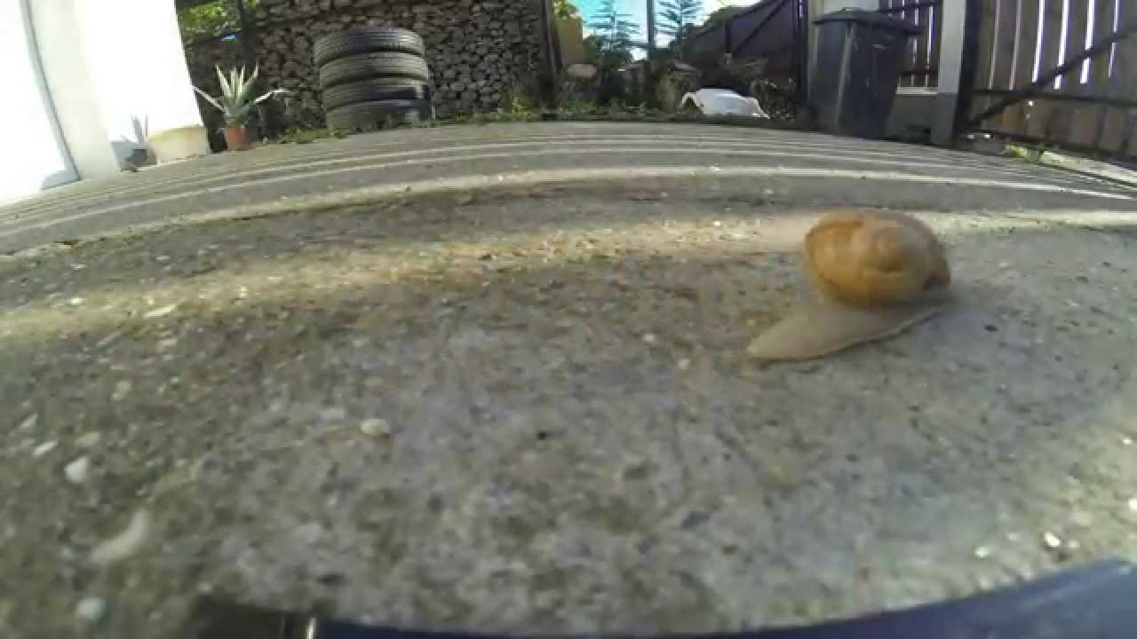 Csiga VS. Forma 1 Turbo csiga kemény edzés után! - YouTube