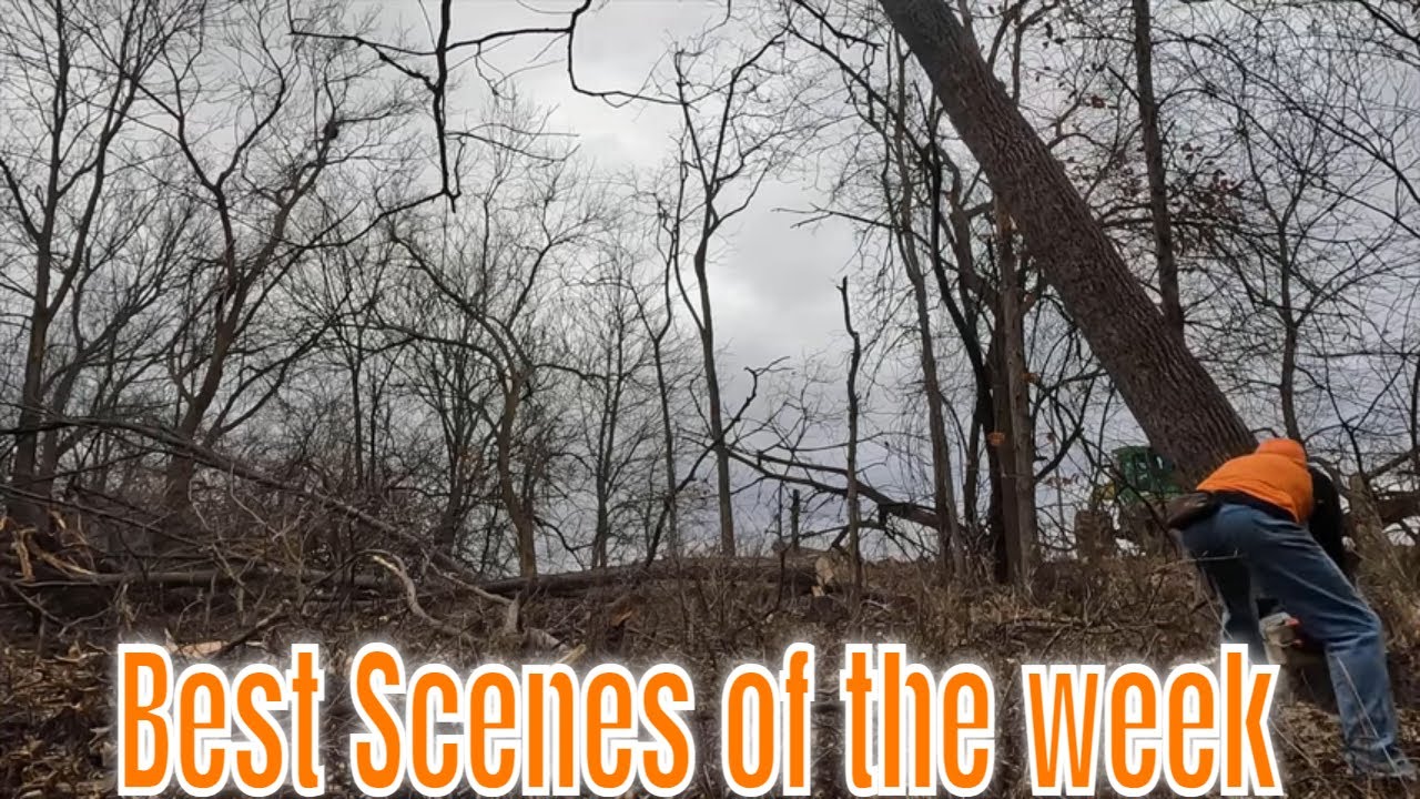 Best scenes of timber cutting, log skidding and more from this week ...