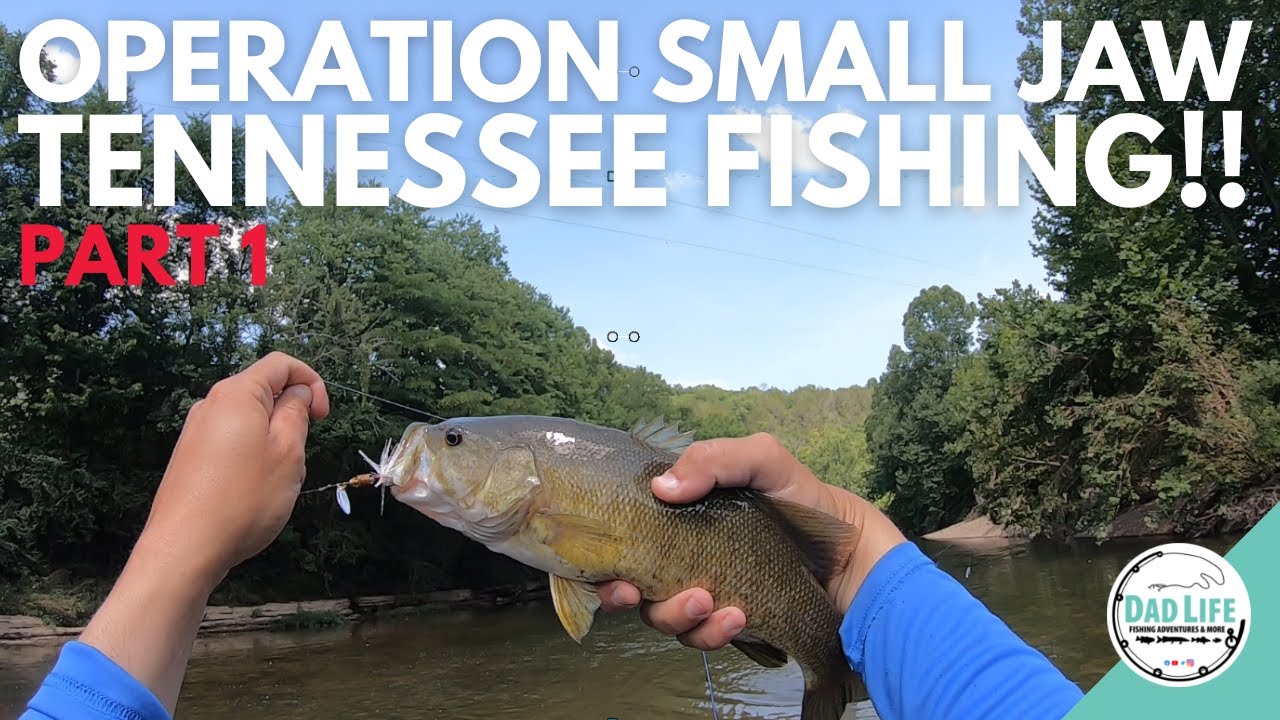 Tennessee Creek Fishing - Operation Small Jaw - Tennessee Smallmouth ...