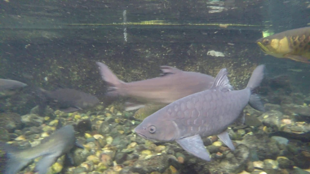 Fresh water fish - YouTube