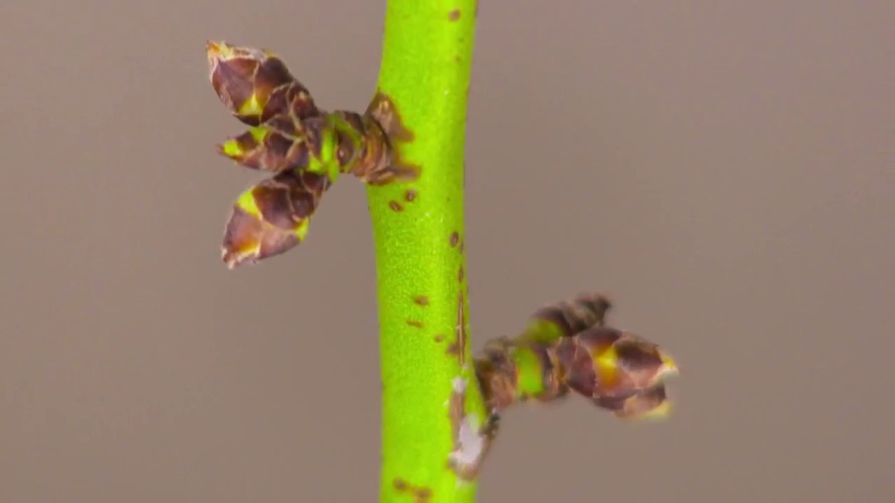 JERUSALEM IS THE CAPITOL OF ISRAEL MY ALMOND ROD BUDDED! - YouTube