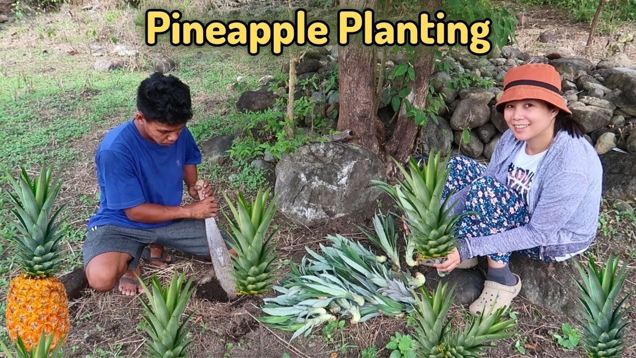 Pineapple Planting in my Sister Farm | PROVINCE LIFE - YouTube