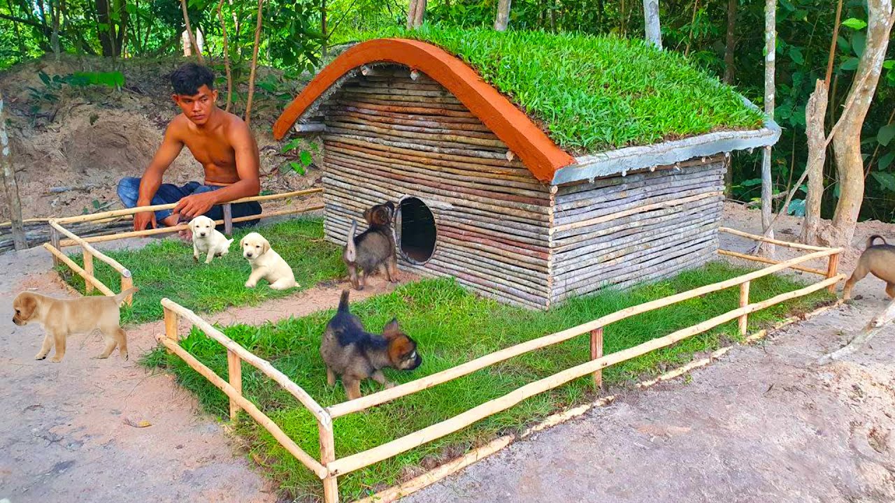 Dog rescue and build a small house for dogs. - YouTube