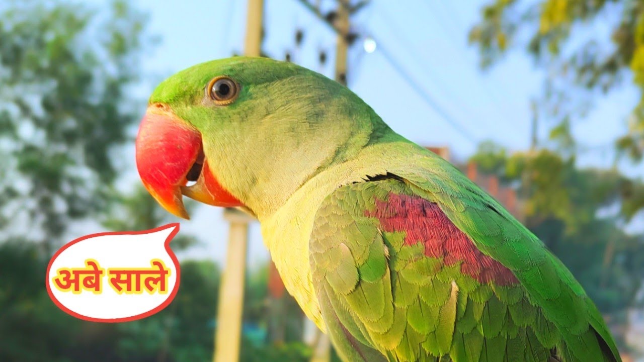 Tota Ko Bolana Kaise Sikhaye || Pahadi Tota Ka Vlogs || Winter Season ...