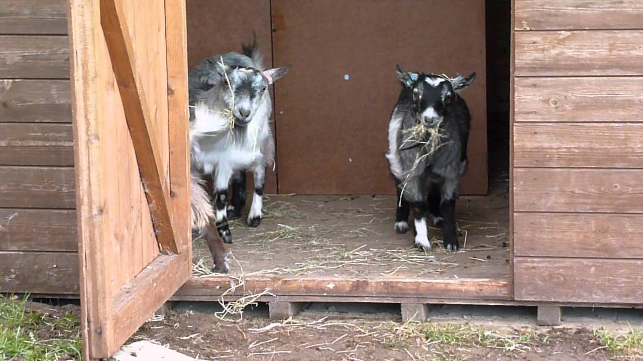 Cold Ash Centre Pygmy Goats in their new house - YouTube