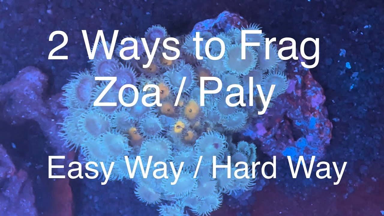 2 Ways to Frag Zoanthids / Palythoas - Zoa / Paly Fragging Saltwater ...