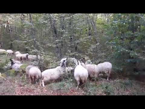 Yaprak Zamanı#keşfet #doğa #keşfetbeniöneçıkar #karayakakoyunu#köpek #çoban #köpek #yayla #doğa