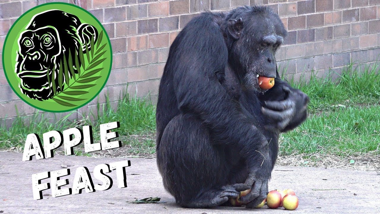 Apple Feast For Big Alpha Chimps Dylan And Carlos - YouTube