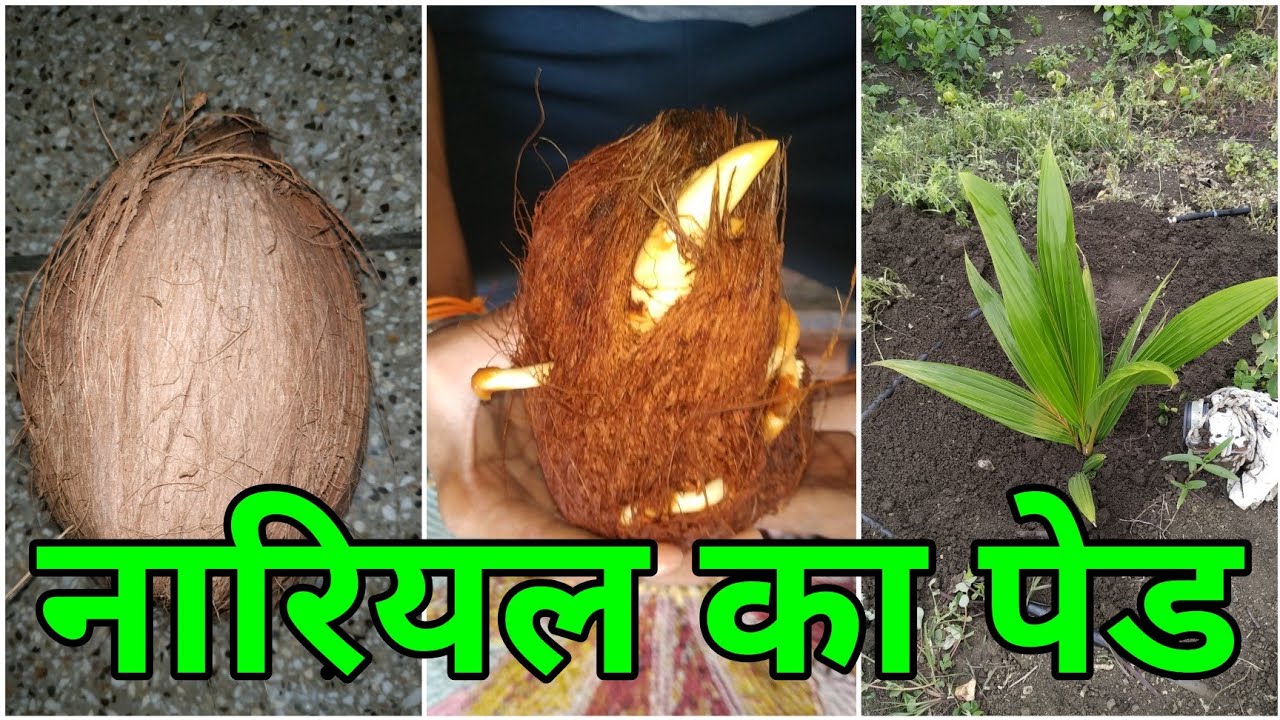 Nariyal Ka Ped Kaise Ugaye Hindi | How To Grow Coconut Tree At Home ...