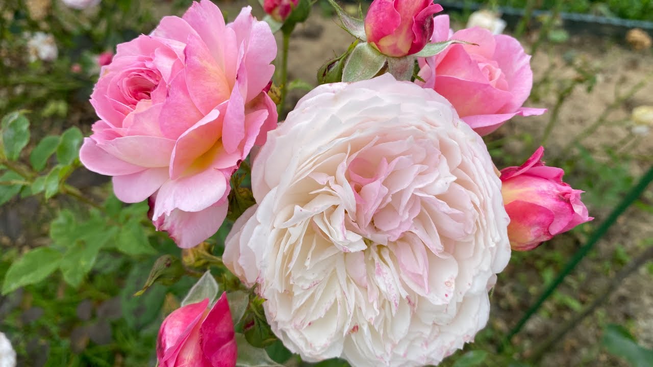 Jubilee Celebration, Kate та Constance три красуні-троянди, які вдало ...