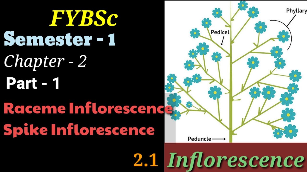FYBSc | Ch-2(P1) | Inflorescence | Introduction | Racemose | Cymose ...