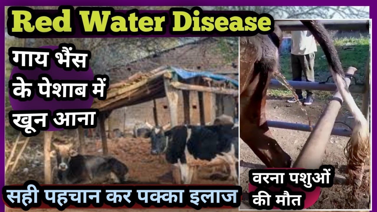 Red Water Disease in Cow Buffalo गाय भैंस के पेशाब में खून आना सही ...