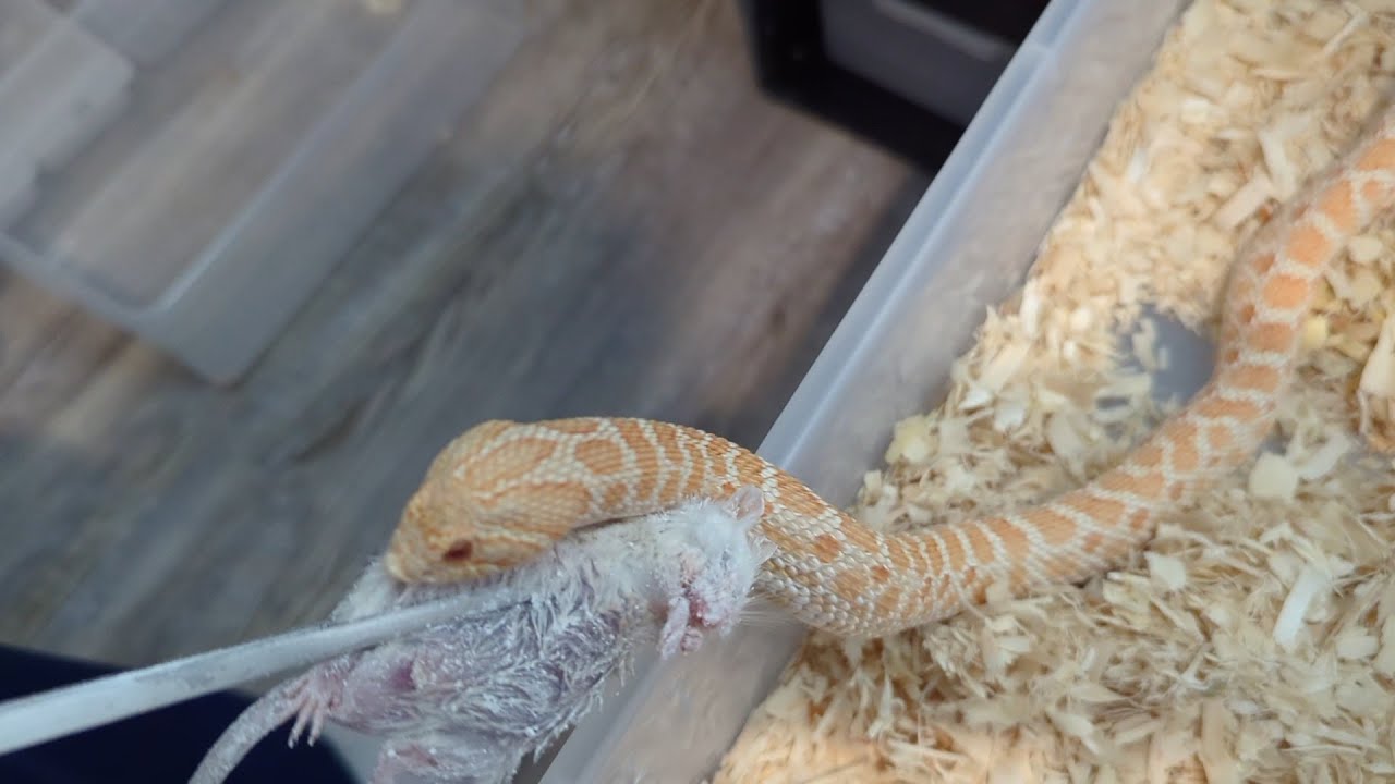 Feeding the sub-adult female hognose snakes - YouTube