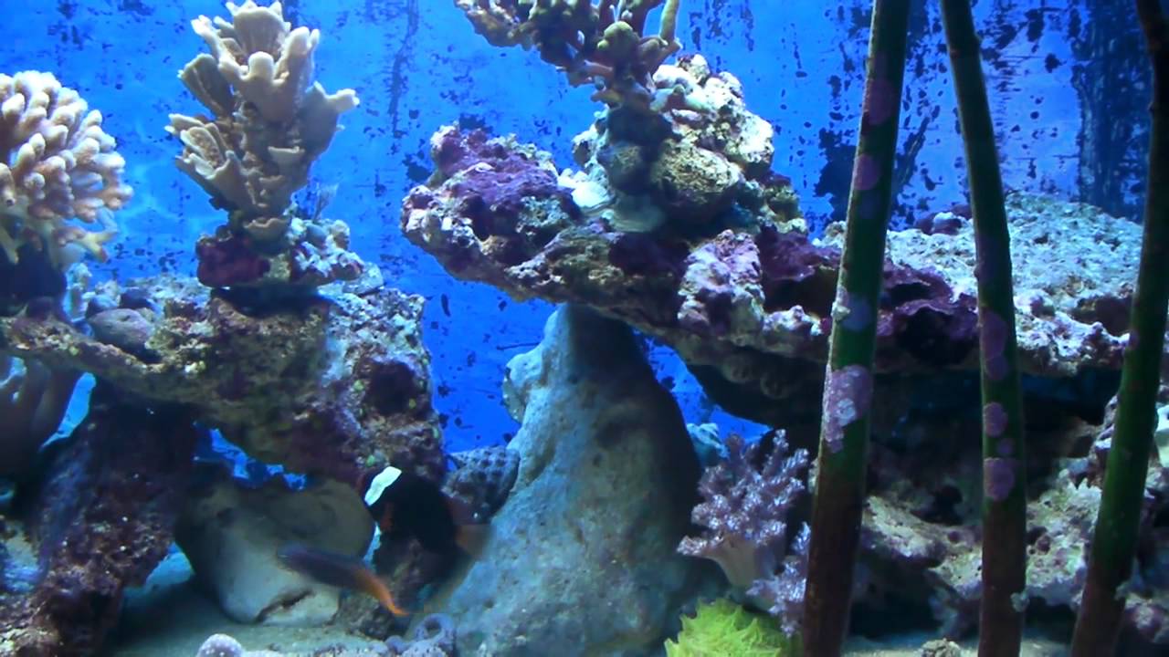 Mangrove-Reef-Tank 3 - YouTube