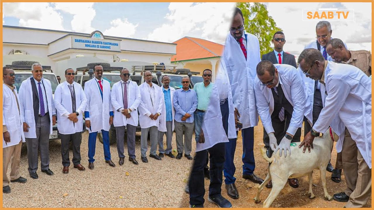 Cuduro Halisa oo laga Daweynaayo Xoolaha Nool ee Puntland - YouTube