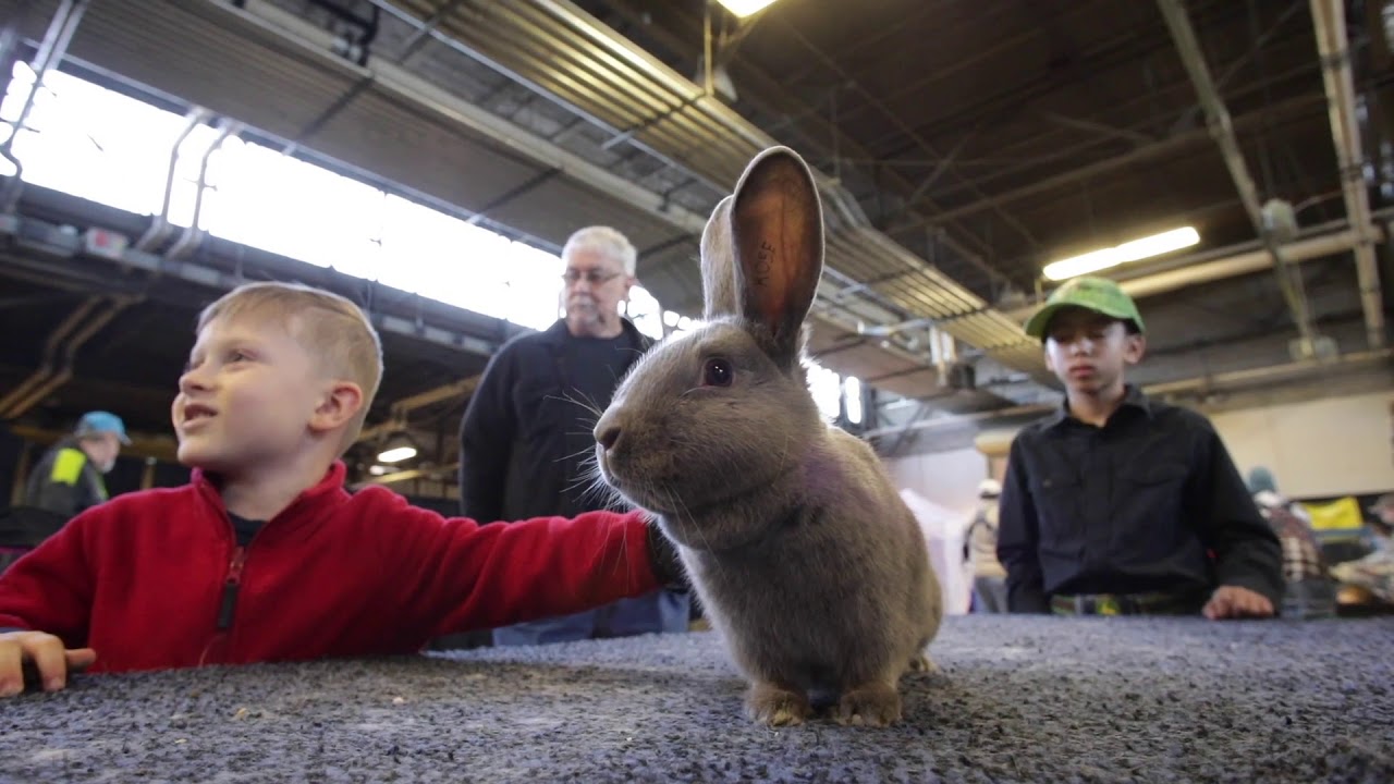 Petting rabbits at the 2019 Pa. Farm Show - YouTube